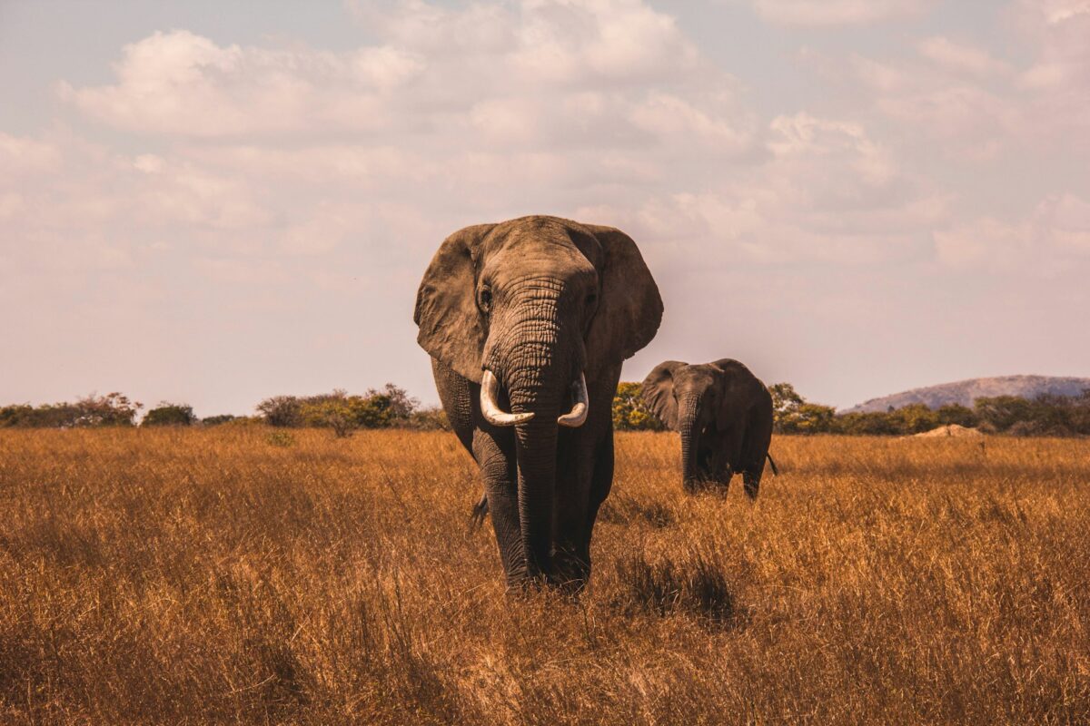 5 Weird Things People Once Believed About Animals